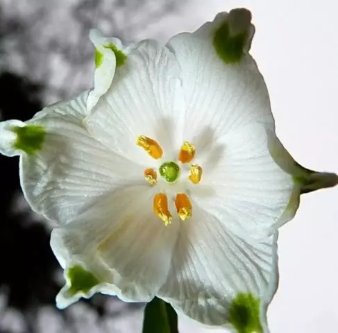 Weiße Frühlingsblume (Leucojum vernum): Pflanzen und Pflege, der Unterschied zu Schneeglöckchen 3868_3