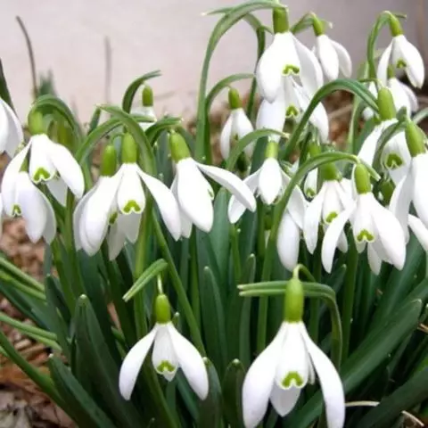 Weiße Frühlingsblume (Leucojum vernum): Pflanzen und Pflege, der Unterschied zu Schneeglöckchen 3868_4