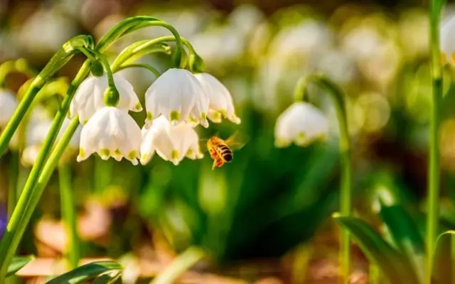 Weiße Frühlingsblume (Leucojum vernum): Pflanzen und Pflege, der Unterschied zu Schneeglöckchen 3868_5