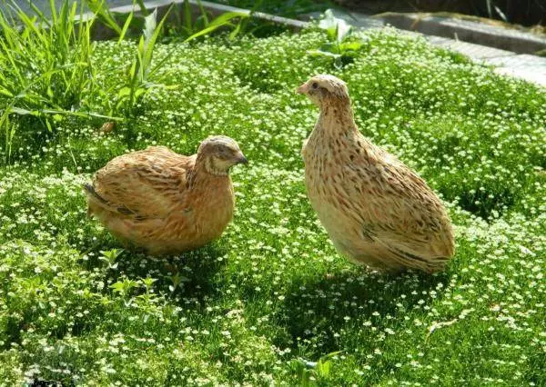 Quail Golden Phoenix