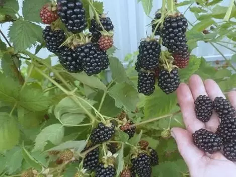 Blackberry Loch Tei (Lochtei): danasîn û taybetmendiyên cûrbecûr, wêne, nirxandinên baxçevanan, vîdyoyê