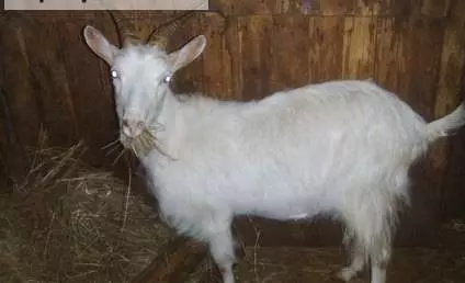 Megrelian breed ng kambing: paglalarawan + larawan, nilalaman 3904_1