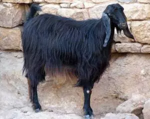 Anatolian Dubh