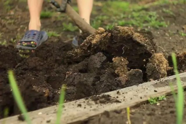 Brunner: rassen en soorten met een foto en naam, planten en verzorgen in de volle grond 3915_15