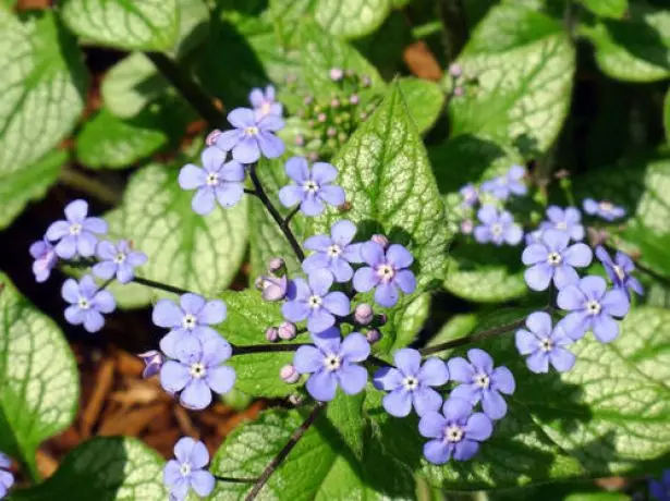 Brunner: fariëteiten en soarten mei in foto en namme, plantsje en fersoargje yn it iepen fjild 3915_4