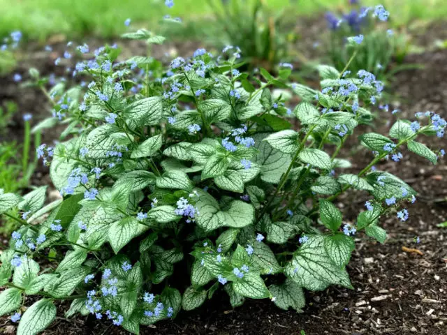 Brunner: fariëteiten en soarten mei in foto en namme, plantsje en fersoargje yn it iepen fjild 3915_8