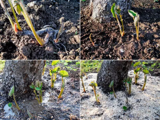 Brunner Variegata: kufotokozera zamitundu yayikulu, chithunzi, kubzala ndi chisamaliro 3916_4