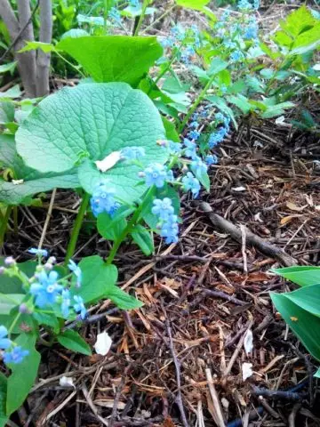 Brunner Variegata: kufotokozera zamitundu yayikulu, chithunzi, kubzala ndi chisamaliro 3916_5