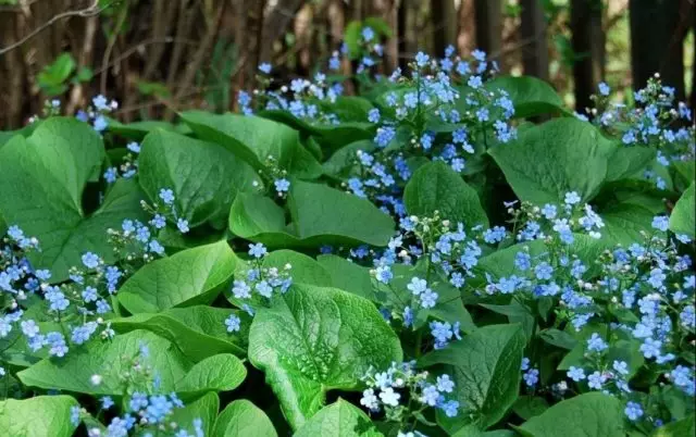 Brunner Siberian: beskrivelse af sorten, foto, plantning og pleje 3918_1