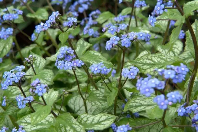 Brunner Siberian: beskrivelse af sorten, foto, plantning og pleje 3918_3