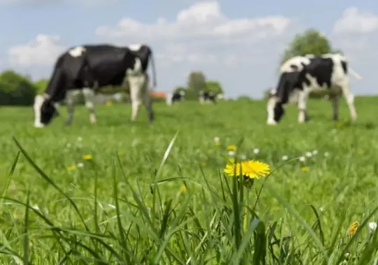 Poukisa yon estati ti towo bèf gnaw ankadreman: rezon pou kisa w dwe fè 391_1