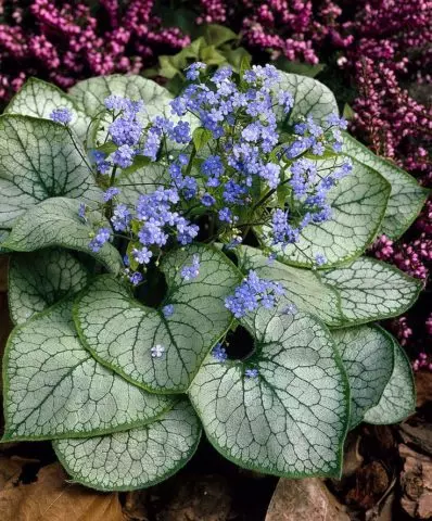 Brunner Jack Frost: descripción de una variedad de hojas grandes, foto, plantación y cuidado. 3922_1