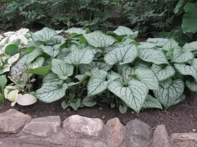 Brunner Jack Frost: descripción de una variedad de hojas grandes, foto, plantación y cuidado. 3922_5