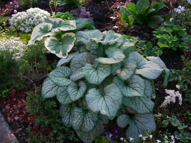 Brunner Jack Frost: descripción de una variedad de hojas grandes, foto, plantación y cuidado. 3922_6