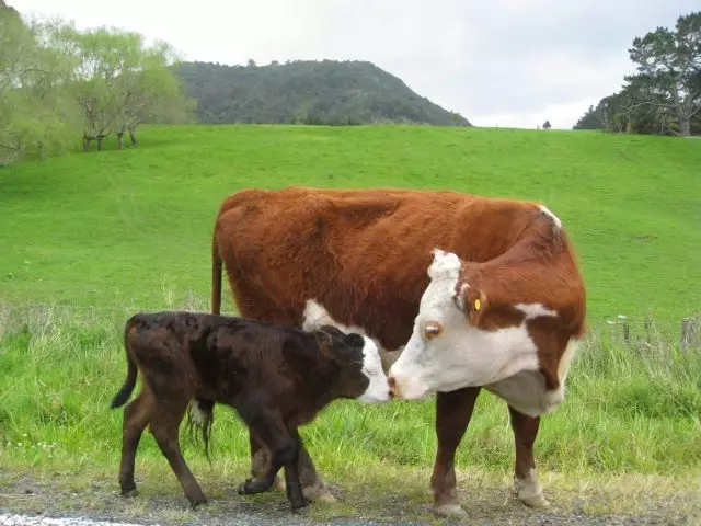 Feeding calves up to 1 month, 3 and 6 months of age: norms, schemes 3926_1