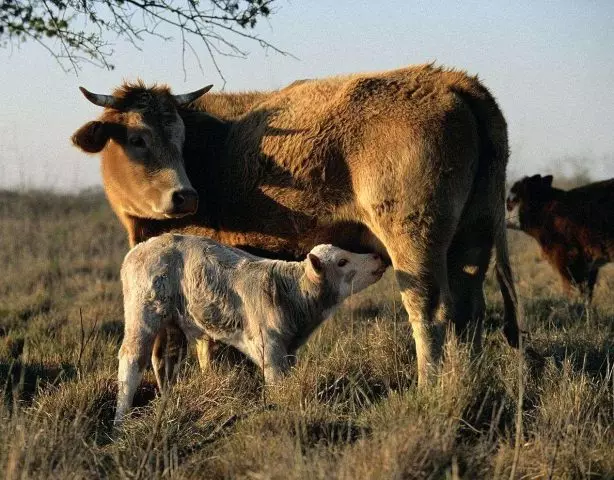 Kugaburira inyana kugeza kumezi 1, amezi 3 n'amezi 6 y'amavuko: amahame, gahunda 3926_3