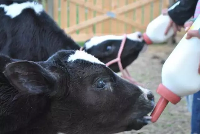 Feeding calves up to 1 month, 3 and 6 months of age: norms, schemes 3926_4