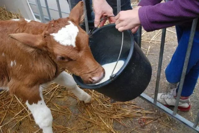 Feeding calves up to 1 month, 3 and 6 months of age: norms, schemes 3926_5