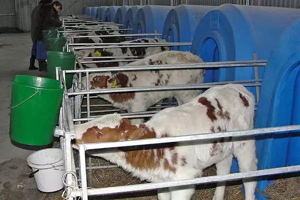 Feeding calves up to 1 month, 3 and 6 months of age: norms, schemes 3926_6