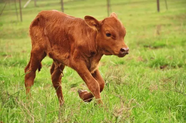 Feeding calves up to 1 month, 3 and 6 months of age: norms, schemes 3926_8