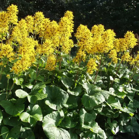 Buzulnik Hessei (Ligularia x hessei): plantation et entretien en plein champ, photo 3938_1