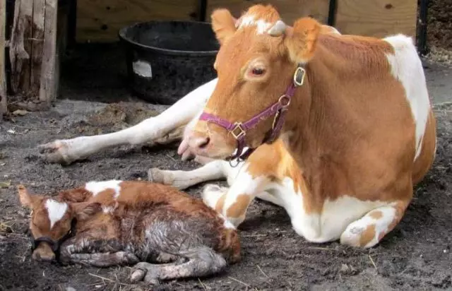 Sapi tuang henteu saé saatos ngalahirkeun: kunaon sareng naon anu kedah dilakukeun