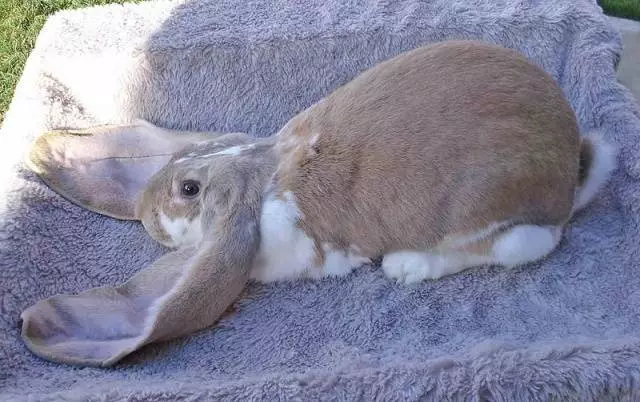 Rabbit lop-eared ram: photo, description of the breed 3949_3