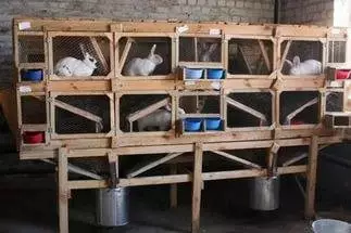 DIY bunk cages para sa mga rabbits 3953_1