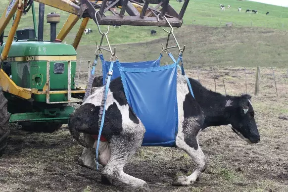 Sapi murag kana sampéanna: naon anu kudu dilakukeun, kumaha cara ngageuhgeuykeun, alesanana