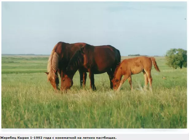 Kushum zaldi arraza: deskribapena, berrikuspenak 3980_4