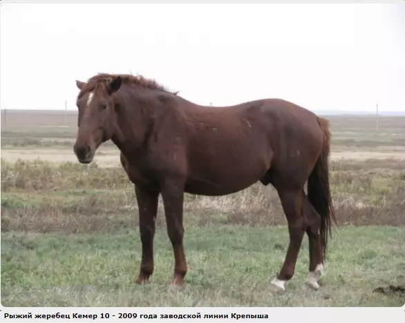 Kushum zaldi arraza: deskribapena, berrikuspenak 3980_9