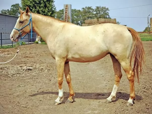 Don caballo: características, fotos, colores, críticas 3984_10