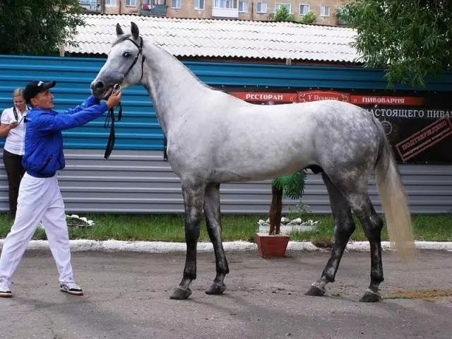 Orlov trotter: ຮູບພາບ, ລັກສະນະ, ປະຫວັດສາດ 3988_10