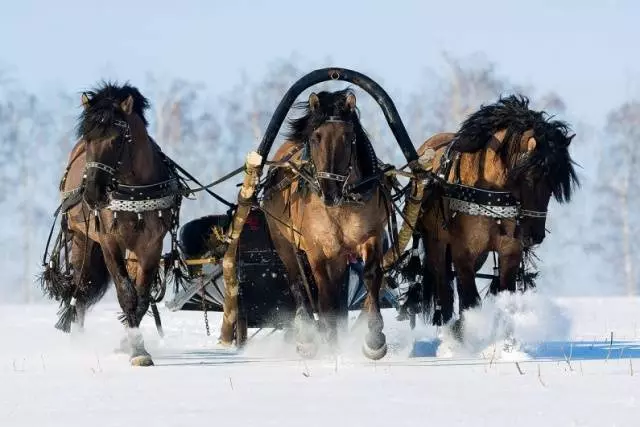 ヴャトカ種の馬：説明+写真 3991_1