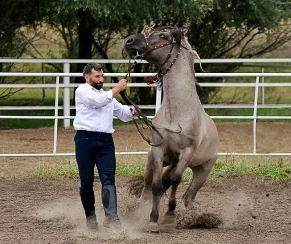 Rasa de cai Vyatka: descriere + fotografie 3991_12