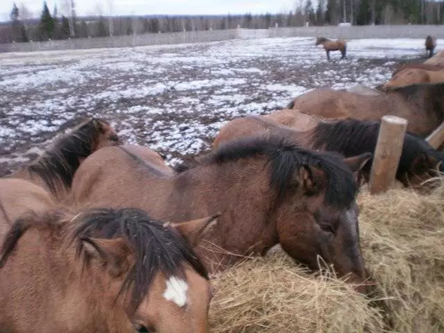 Vyatka paardenras: beschrijving + foto 3991_15