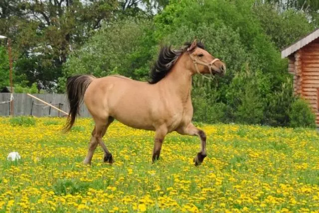 ヴャトカ種の馬：説明+写真 3991_6