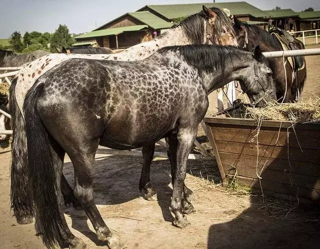 Karachaev bhiza rudzi nemifananidzo uye mazita 3995_9