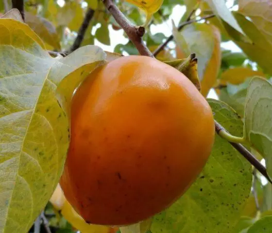 Persimmon: ແນວພັນແລະຊະນິດ, ຮູບທີ່ມີຊື່ແລະລາຍລະອຽດ 39_13