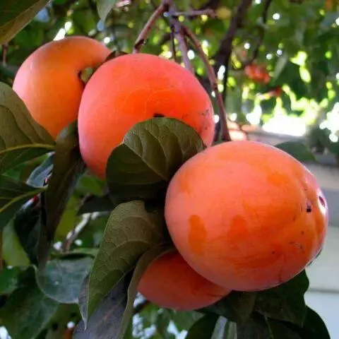 Persimmon: ແນວພັນແລະຊະນິດ, ຮູບທີ່ມີຊື່ແລະລາຍລະອຽດ 39_14