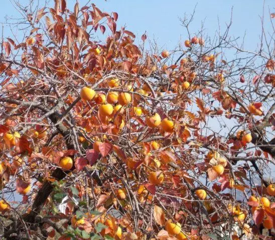 Persimmon: ແນວພັນແລະຊະນິດ, ຮູບທີ່ມີຊື່ແລະລາຍລະອຽດ 39_19