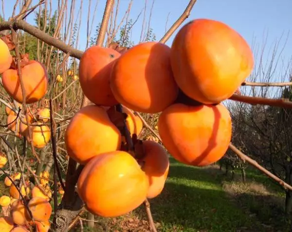 Persimmon: ແນວພັນແລະຊະນິດ, ຮູບທີ່ມີຊື່ແລະລາຍລະອຽດ 39_33