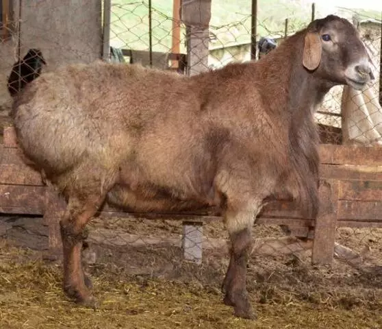 Hissar breed of sheep: description + photo 4003_5