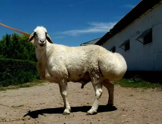 Hissar breed of sheep: description + photo 4003_6