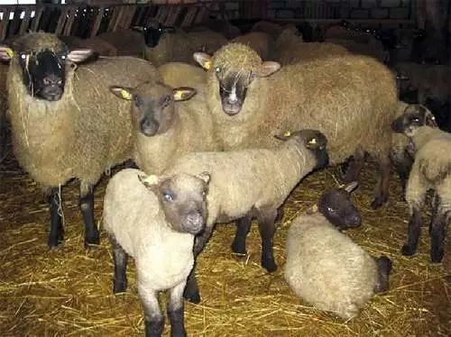 初心者のために家で羊を飼育する 4006_1