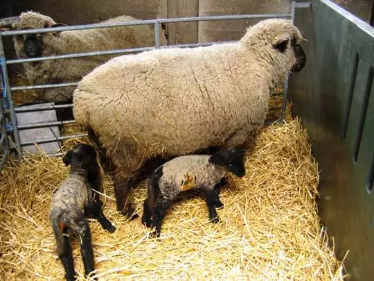 Breeding sheep at home for beginners 4006_10