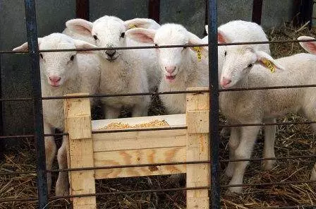 初心者のために家で羊を飼育する 4006_11