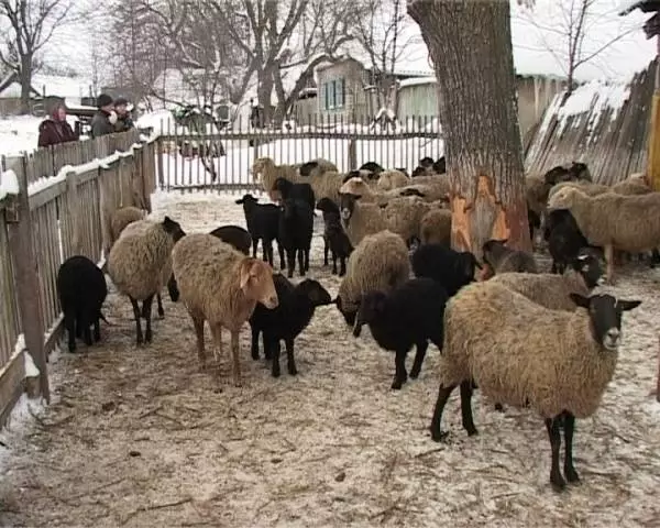 Breeding sheep at home for beginners 4006_3