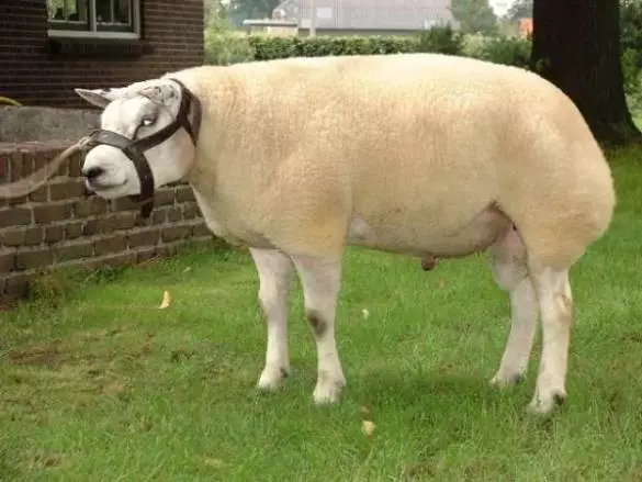 初心者のために家で羊を飼育する 4006_5