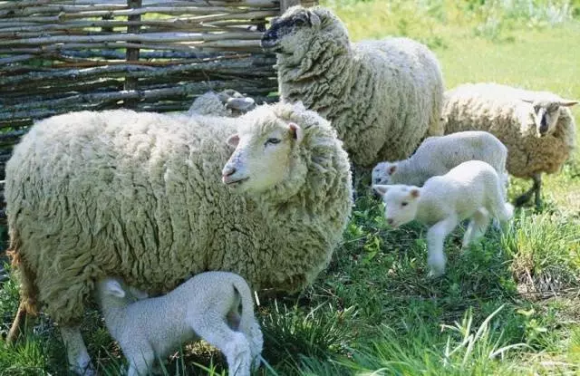 Breeding sheep at home for beginners 4006_6